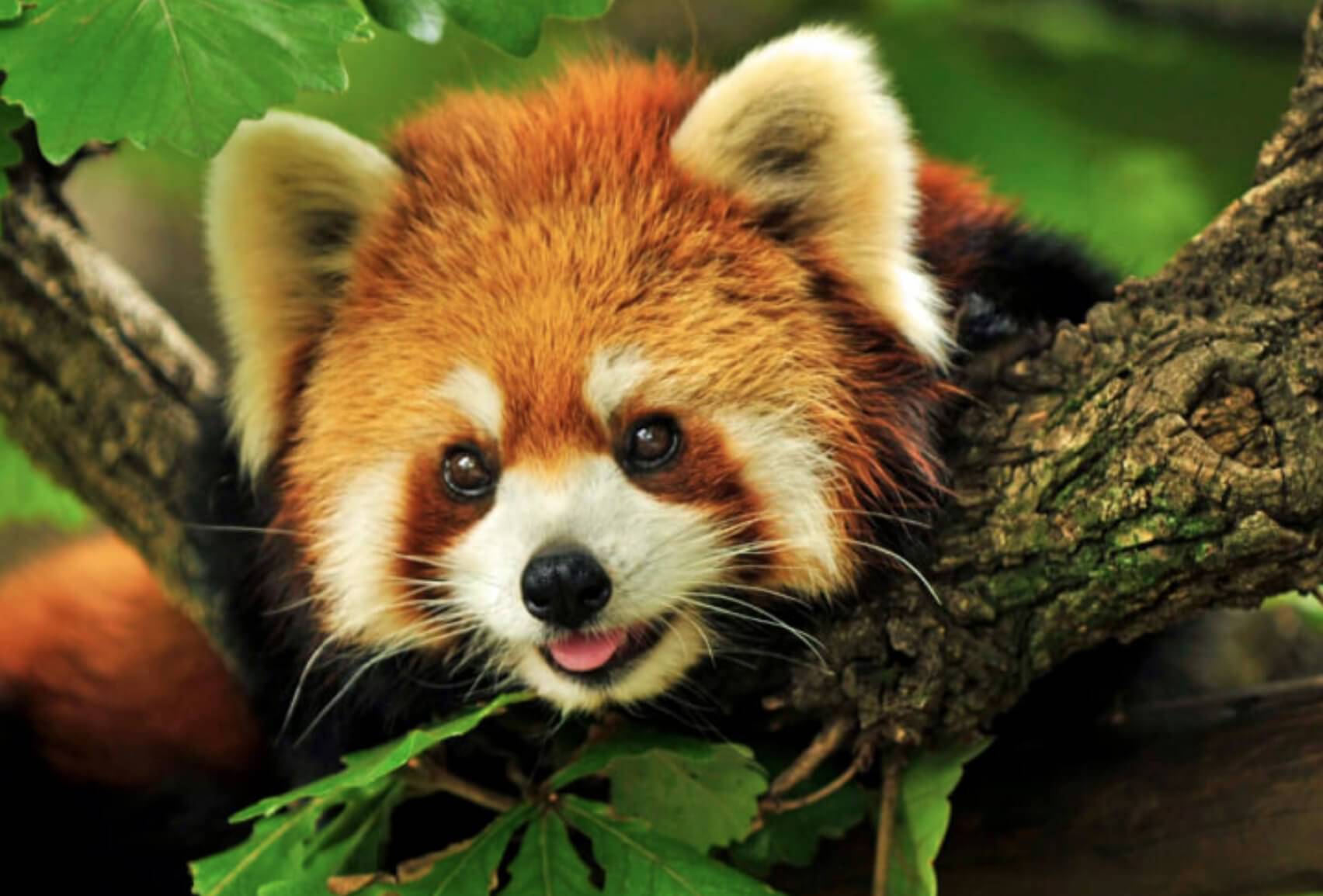 Buy Sanctuary Red Panda perfume at Scentbird for $16.95