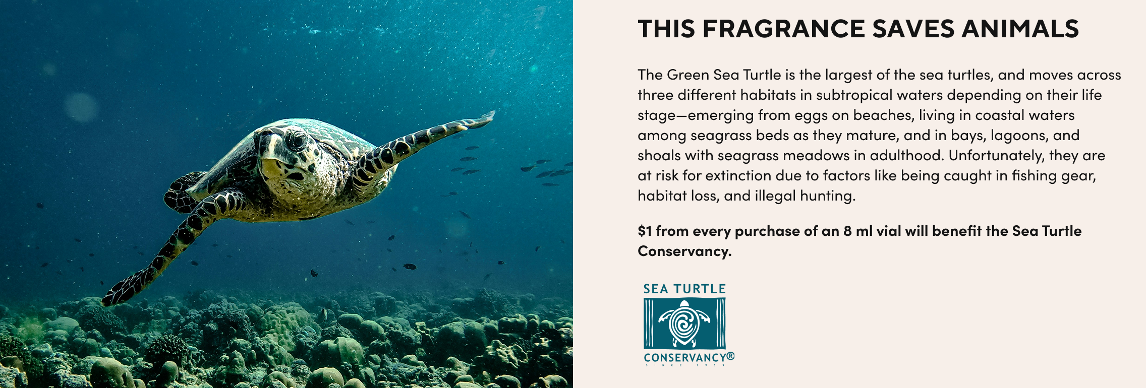 Sanctuary Green Sea Turtle for £15.95 per month | Scentbird