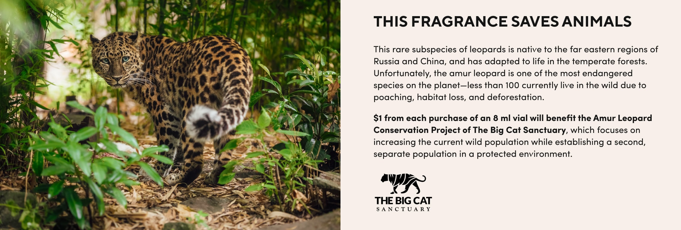 Scentbird | Perfume | Sanctuary Amur Leopard