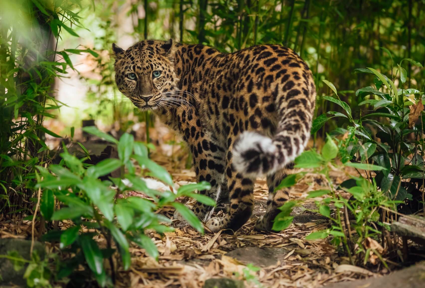 Scentbird | Perfume | Sanctuary Amur Leopard